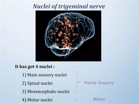 Trigeminal Nerve PPT Brain And Nervous System Disorders Diseases And Conditions