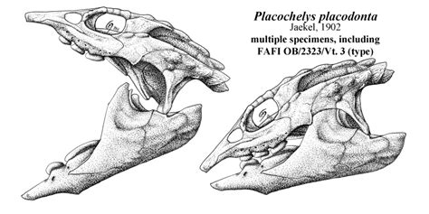 Incredulous Teeth Iv Triassic Palate Mashers The Bite Stuff