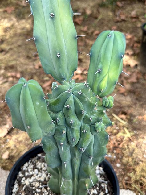 Large Crested Myrtle Blue Cactus Blue Candle Cactus Colorful Cactus