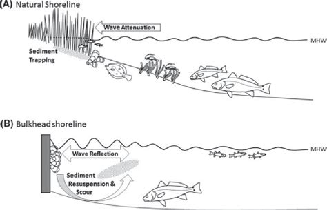3 Natural Shoreline And Impact Of Bulkhead On Ecosystem Properties A