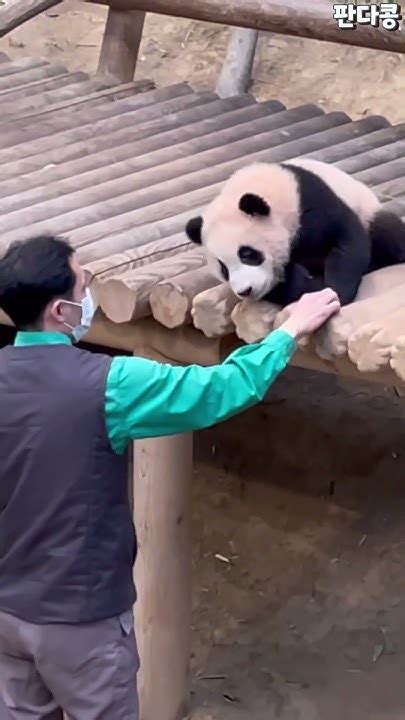 푸바오에게 바구니를 보여주는 사육사님🐼 Youtube