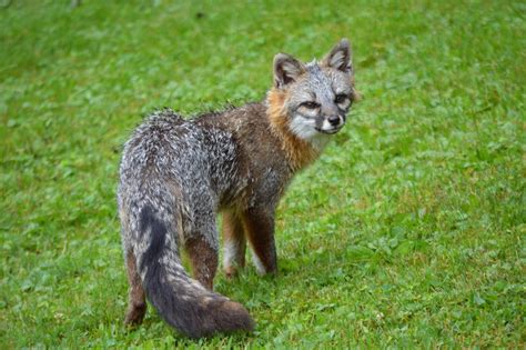 Gray And Brown Fox