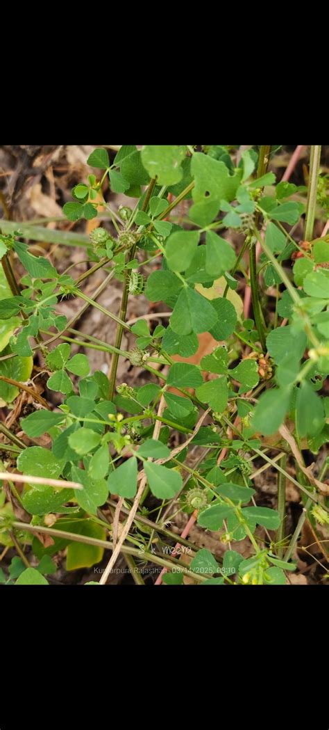 Medicago Polymorpha L Fabaceae By S K Meena Plants Of Rajasthan