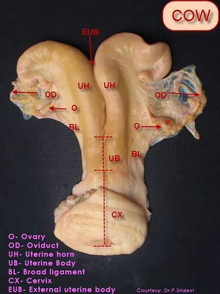 Dog Uterus Anatomy