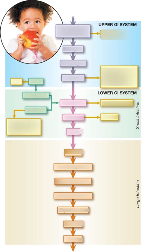 Figure 3 7 Gi System Flow Chart Diagram Quizlet