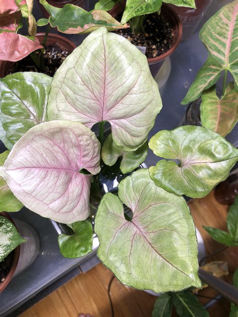 Bold Allusion Rsyngonium