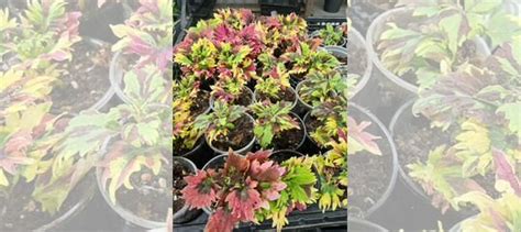 Колеус купить в Самаре Товары для дома и дачи Авито