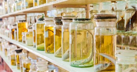 Heres How Becoming An Ichthyologist Requires Research And Laboratory Work