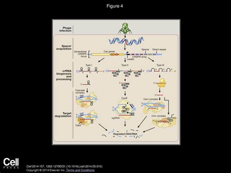 Development And Applications Of Crispr Cas9 For Genome Engineering