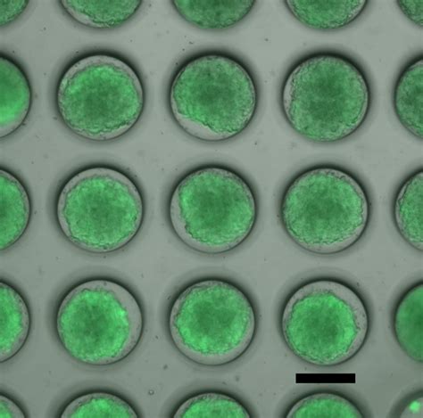 Fig S1 Close Up Of The Microwell Array With Hek293t Cell Spheroids