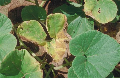 Squash Bug On Cucurbit Crops Scouting Guides For Problems Of Vegetables