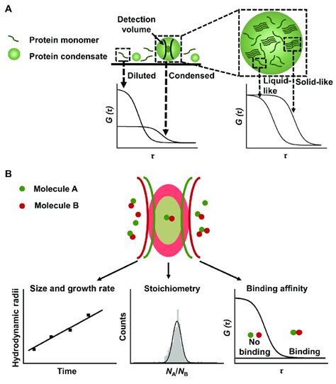 The Schematic Diagram Of Fcs And Fccs A Fcs Differentiates Protein Download Scientific