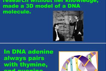 Slides Presentation DNA By Coach Smith Science TPT