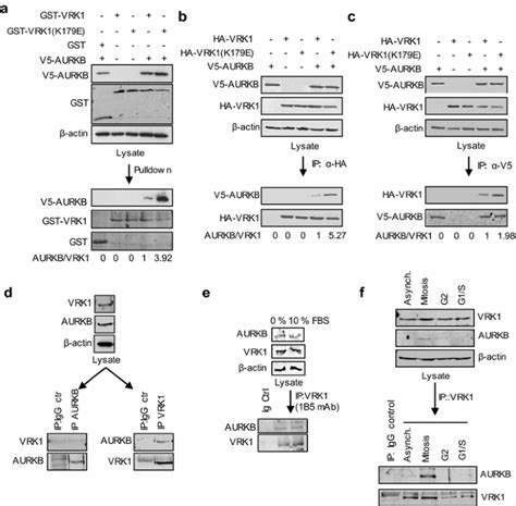 Vrk1 And Aurkb Form A Complex That Cross Inhibit Their Kinase Activity And The Phosphorylation