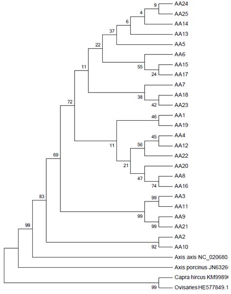 Phylogenetic Tree Rectangular Of Cytochrome B Cytochrome C And