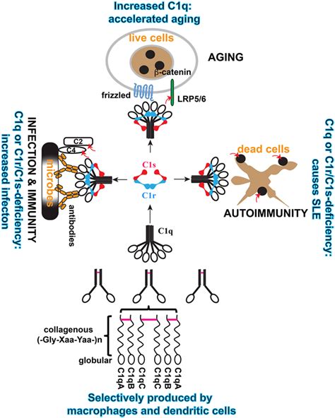 C1 Complex