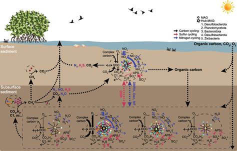 Conceptual Diagram Of Carbon Sulfur And Nitrogen Cycling In Mangrove Download Scientific