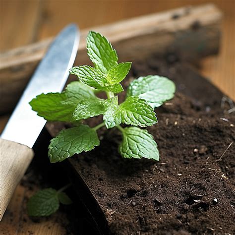 Mint Plant In Dirt Background Seed Shovel Watering Can Mint Background Image And Wallpaper