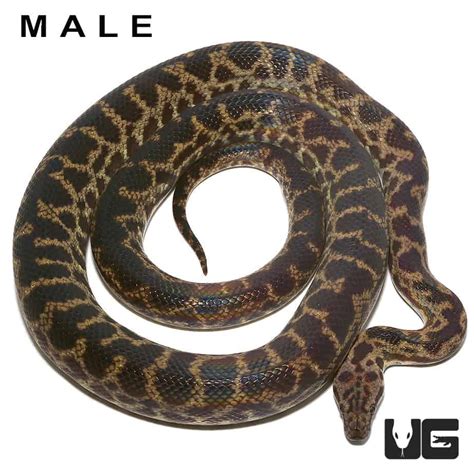 Adult Spotted Pythons Antaresia Maculosa For Sale Underground Reptiles