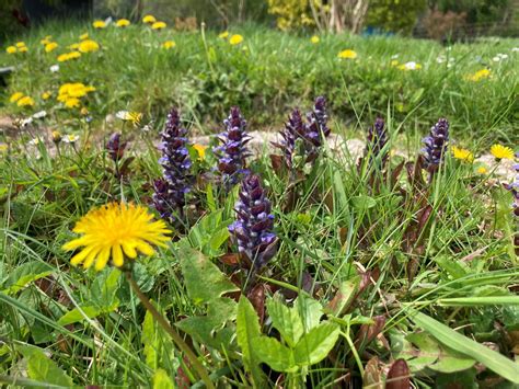 Bugle Plantlife