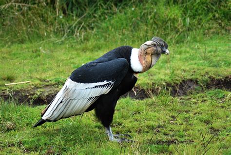 Condor Flight Wings Raptor Majestic Andean Condor In Flight Powerful