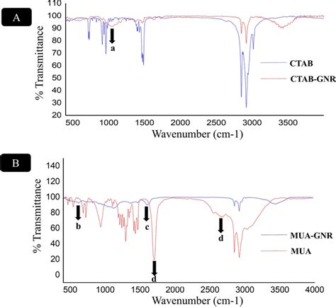 Ftir Spectra Of A Ctab Red And Ctab Gnr Blue Ftir Spectra Of B Mua Download Scientific