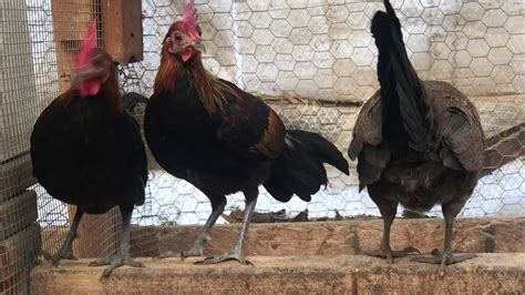 Young Red Jungle Fowl Qaib Qus Youtube