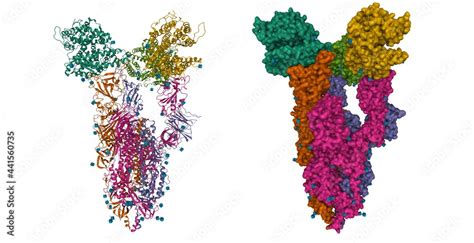 Structure Of Triple Ace2 Bound Sars Cov 2 Trimer Spike 3d Cartoon And