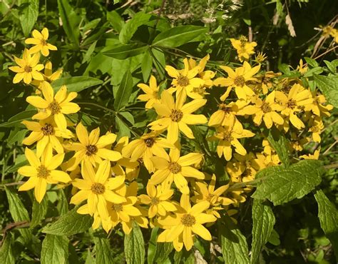 Fall Asters Provide Late Season Color The Interior Journal The
