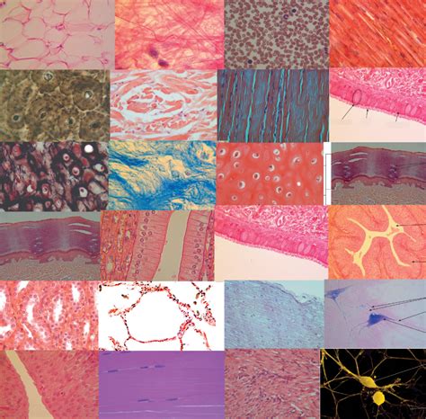 Exam 1 Study Guide Tissue Classification Diagram Quizlet