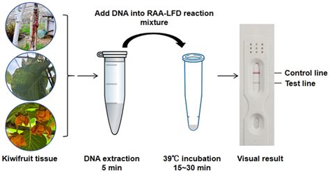 Rapid And Sensitive Detection Of Pseudomonas Syringae Pv Actinidiae