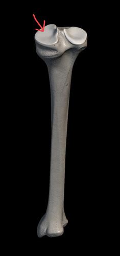 Tibia Flashcards Quizlet