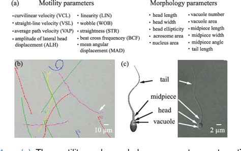 Sperm Motility Measurement Semantic Scholar