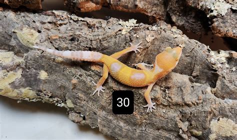 Леопардов гекон МОРЕЛИЯ ЕООД