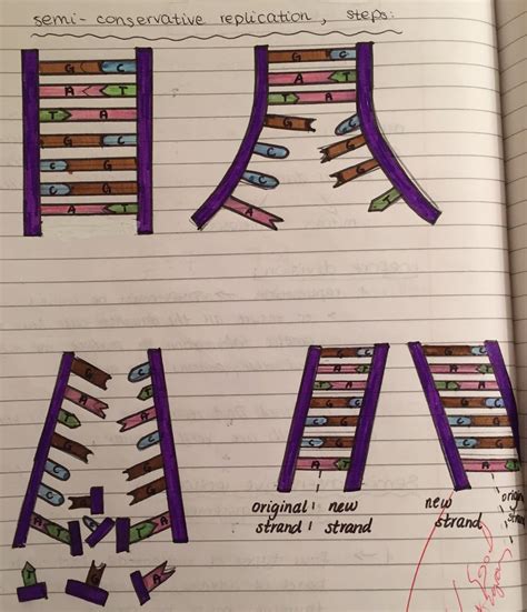 Semiconservative Replication Diagram