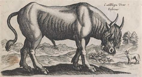 Catoblepas Mythology