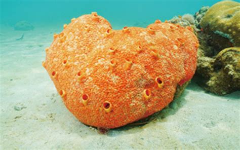 讲真！海绵宝宝是真的有点儿太“方”了 财经头条