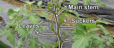 Growing Tomato Plants Remove The Tomato Suckers And Prep Soil For