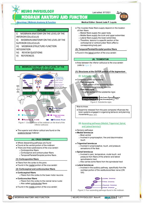Midbrain Anatomy Function Notes NinjaNerd Medicine