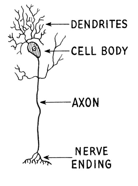 Difference Between Axons And Dendrites Compare The Difference Between