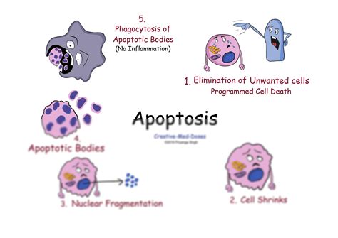 Solution Apoptosis Final Map Studypool