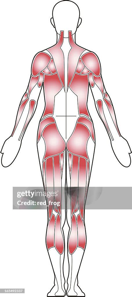 Female Body Back View High Res Vector Graphic Getty Images
