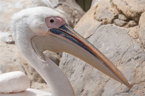 그레이트 화이트 펠리컨 클로즈업 그것은 늪과 얕은 호수에서 아시아와 아프리카를 통해 동남 유럽에서 번식한다 경외감에 대한 스톡 사진 및 기타 이미지 Istock