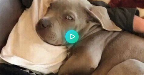 The Protector  On Imgur