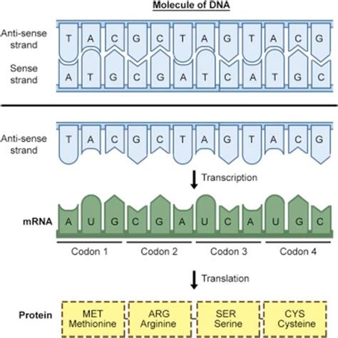 Genes And The Triplet Codon Flashcards Quizlet