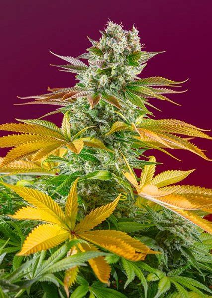 Купить семена конопли, каннабиса в Украине 【 Canna-Seeds】