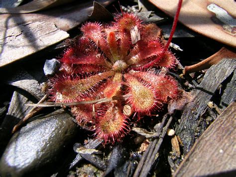 10 Plantas Carnívoras Que Você Pode Cultivar Greenme