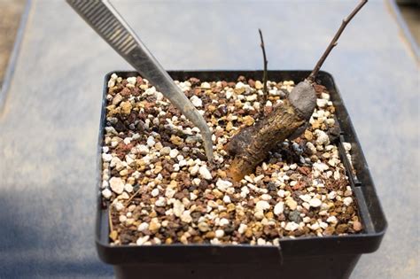 Tips For Using Basic Bonsai Tools Bonsai Tonight