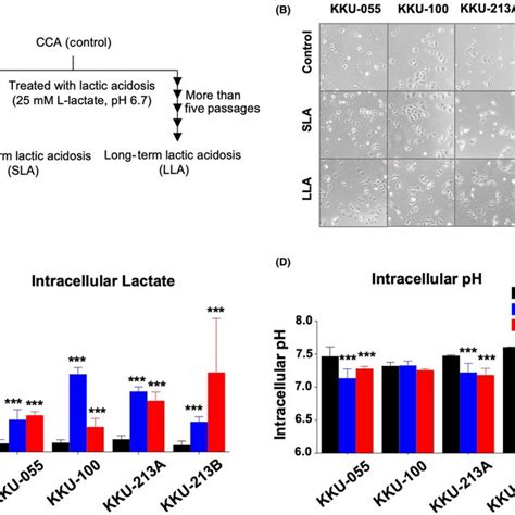 Comparison Of Cholangiocarcinoma Cca Cell Lines Cultured Under Lactic Download Scientific