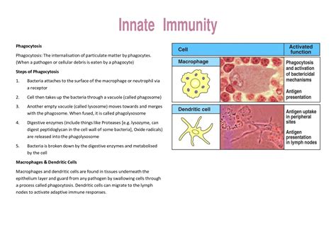 Solution Biology Immunology Innate Immunity System Class Lecture